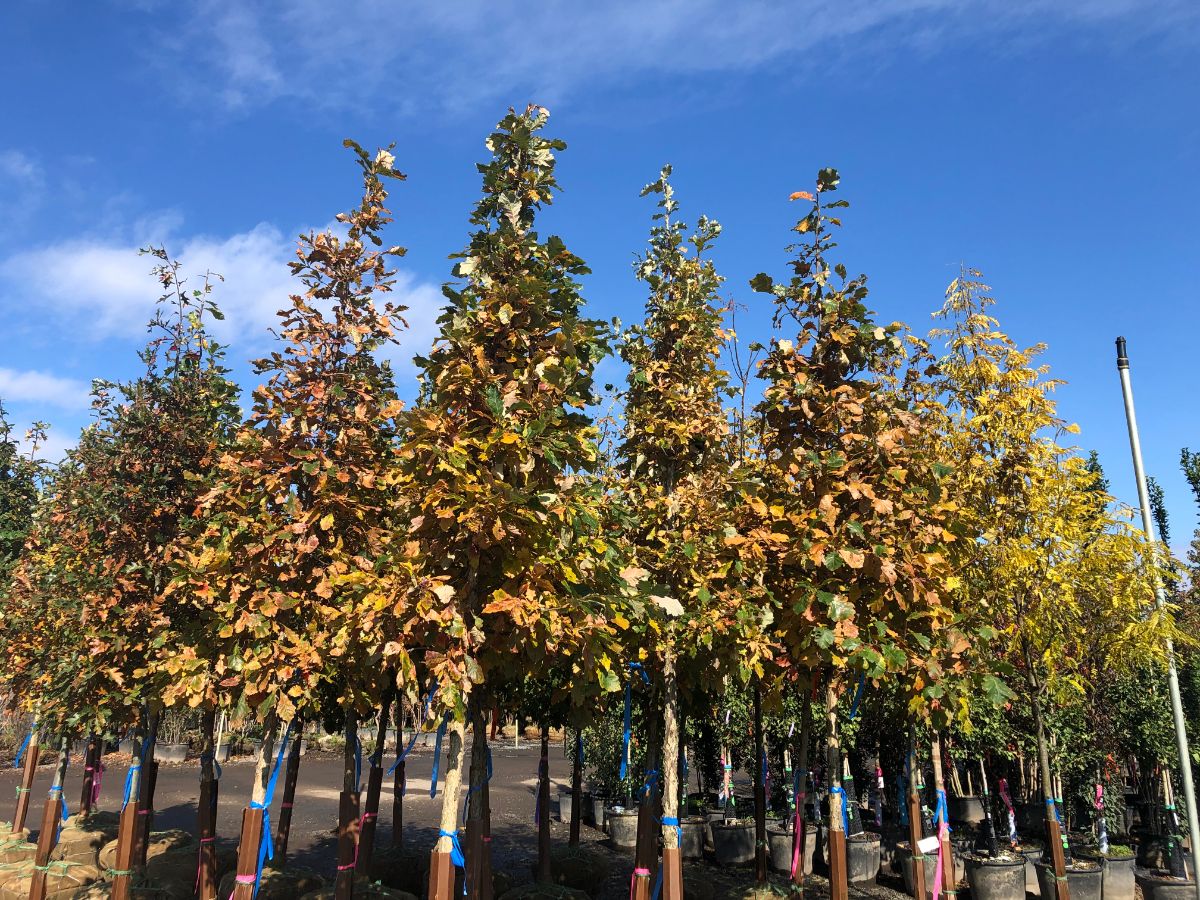 What’s New and Fresh, 5 Nov 2021 – South Riding Nurseries, LLC