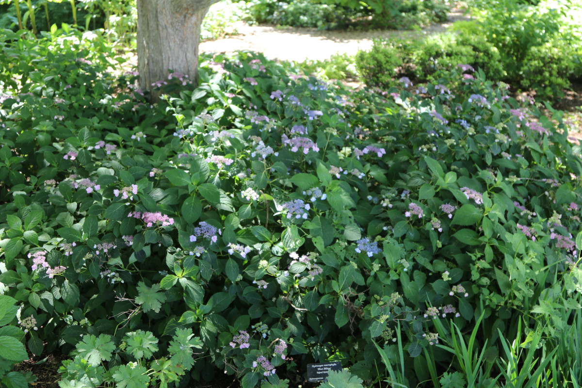 Hydrangea serrata ‘Blue Billow’ – South Riding Nurseries, LLC